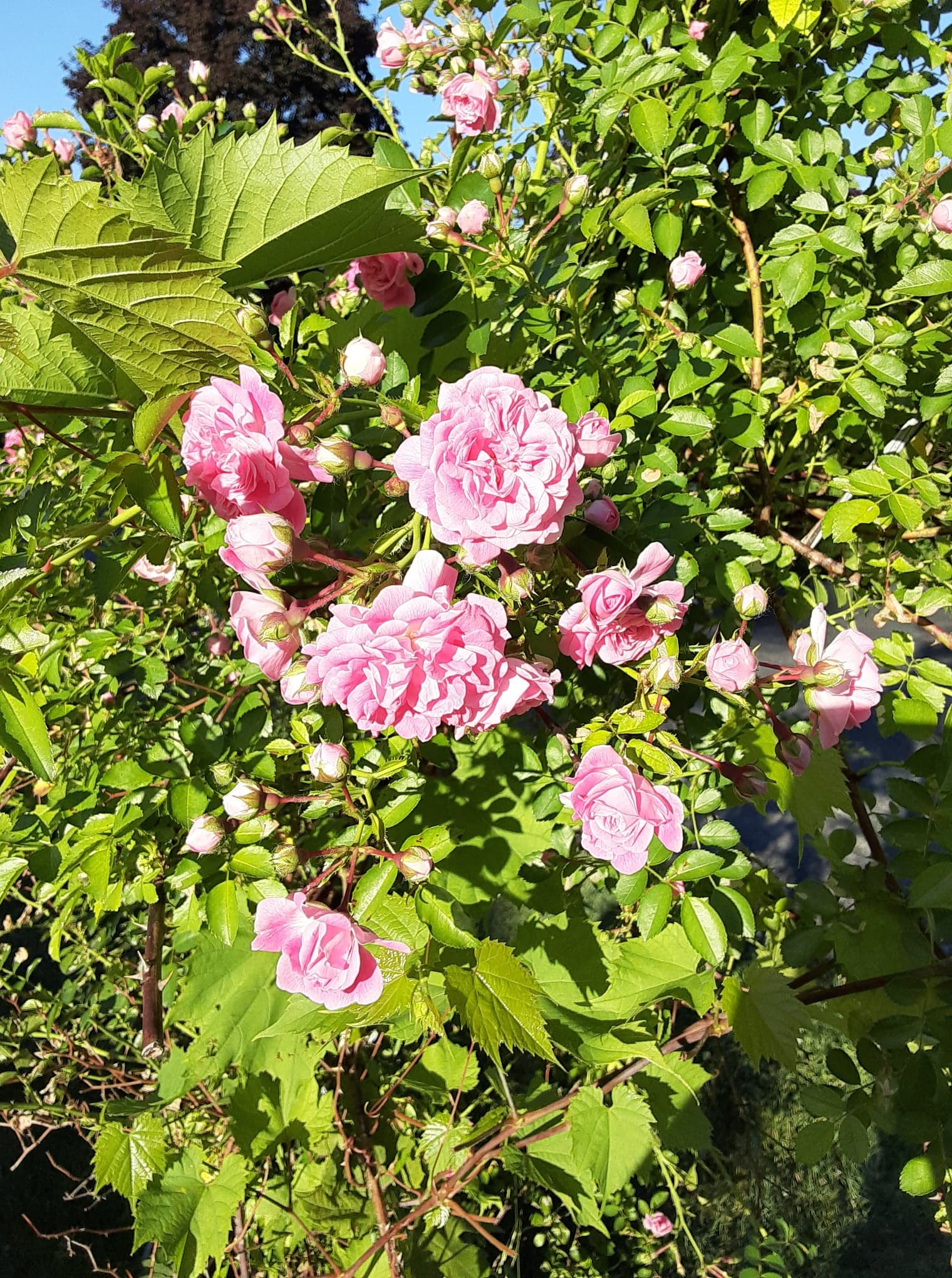 Stop and Smell the Roses - MARLENE BURLING